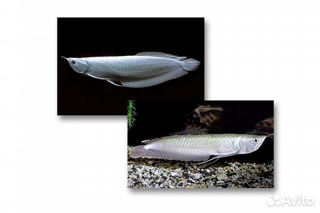 Арована серебряная