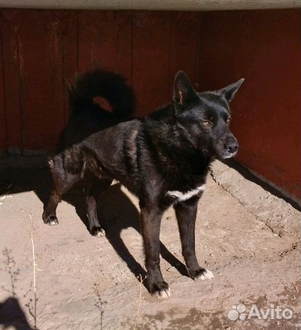 Кобель по имени Бумер