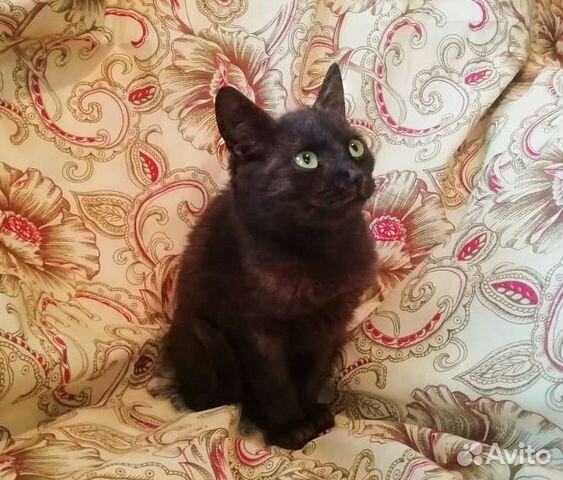 Котенок Шока