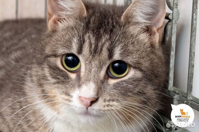 Кошка серая