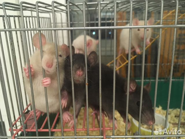 Крысята