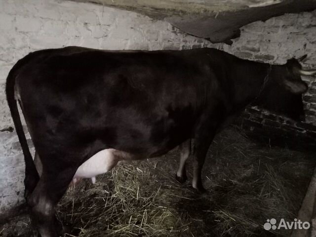 Продаётся дойная корова