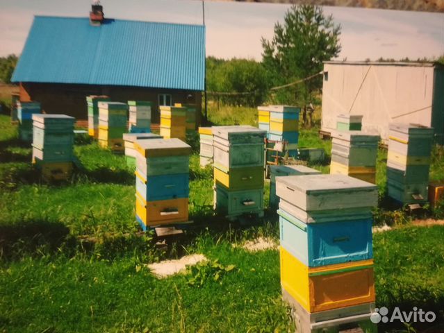 Продаю пчелосемьи и улья