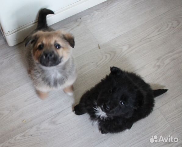 Щенки дворянские