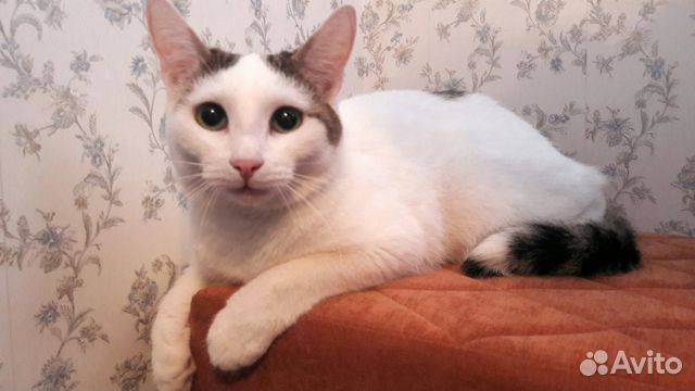 Отдаю чудесного котика в добрые руки