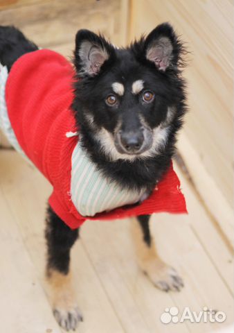 Очаровательная Лапочка