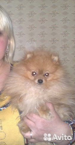 Красивые щеночки- крошки от шпица и чихуахуа