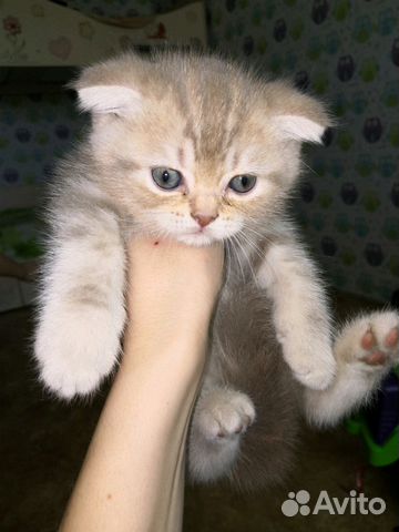 Котята шотландские вислаухие