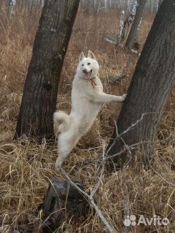 Западно сибирская лайка
