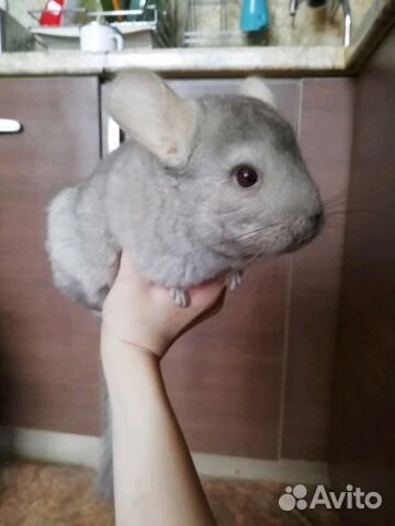 Шиншилла