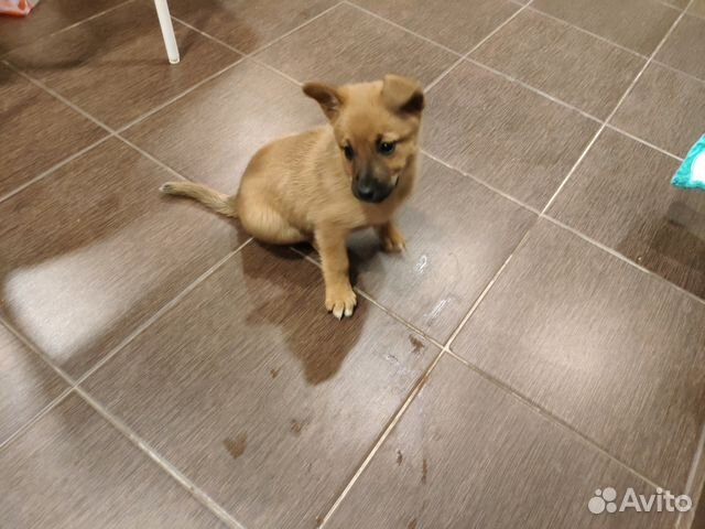 Щенки карело-финской лайки