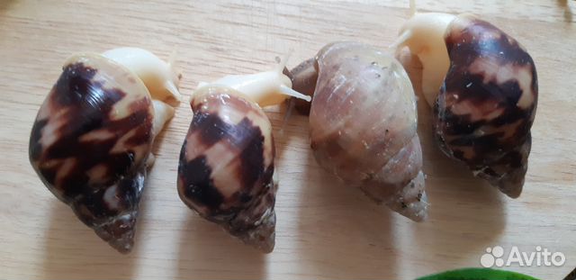 Улитка Ахатина альбинос