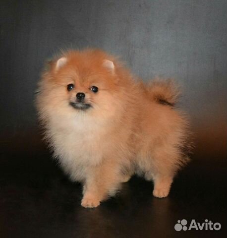 Солнышки