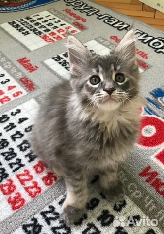 Голубокремовая черепашка