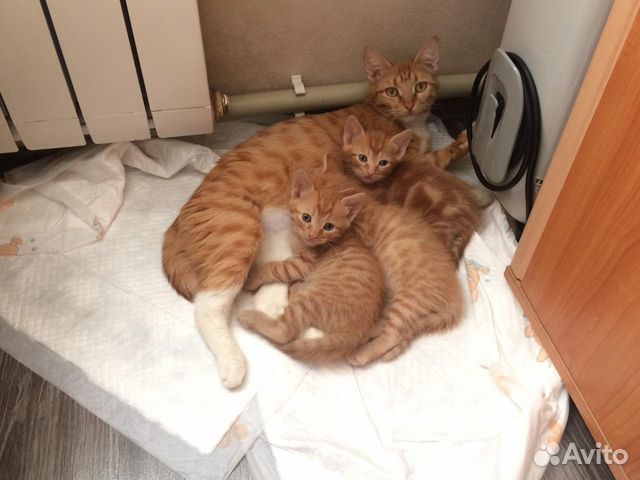 Рыжие котята к деньгам