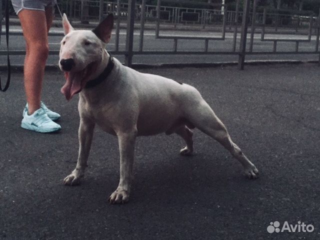 Бультерьер