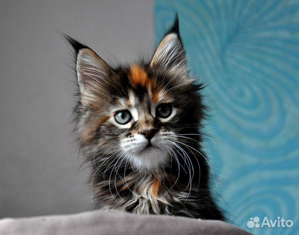 Прекрасная Саламандра