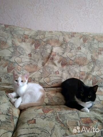 Кошечка Бусинка