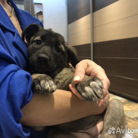 Кутёнок, бесплатно