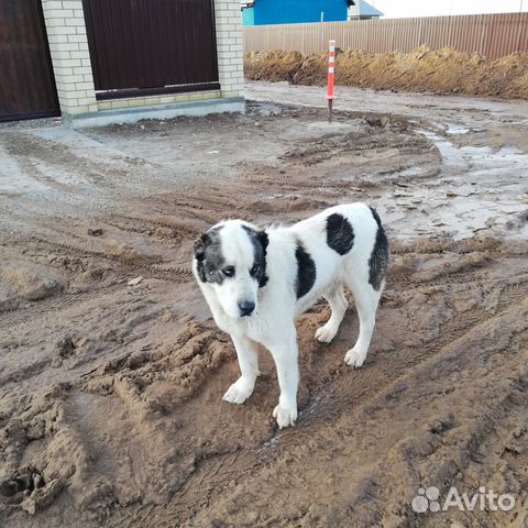 Потерялся Алабай