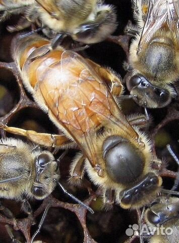 Матки Бакфаст плодные