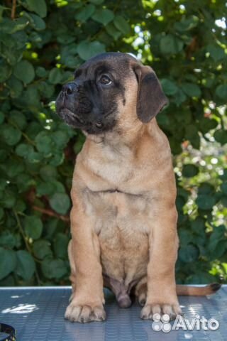 Подрощенный кобел ь ищет дом