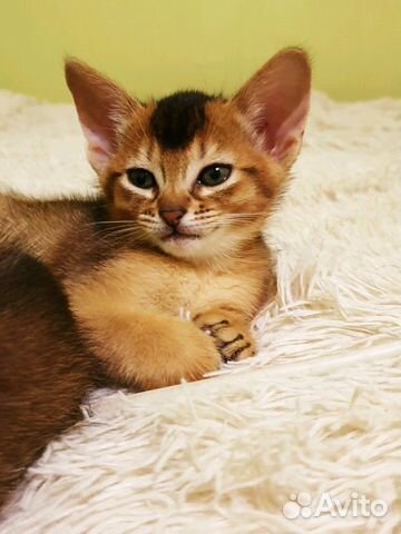Абиссинские котята девочка