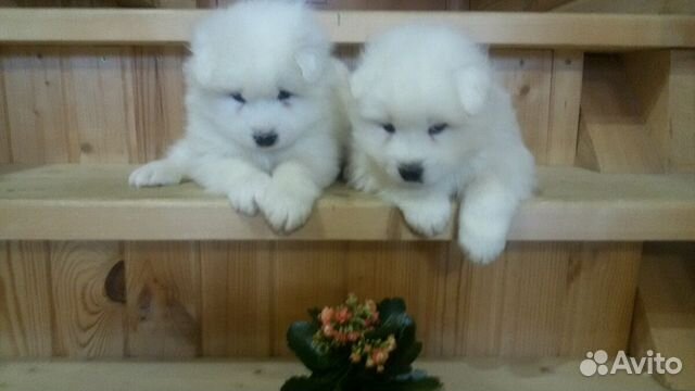 Малыши самоедской лайки