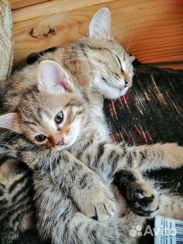 Котенок девочка ищет добрые ручки