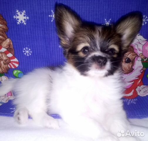 Папийон бабочка