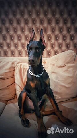 Доберман