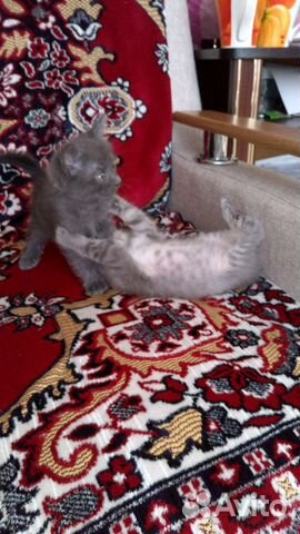 Ищем добрые и любящие ручки