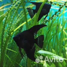 Скалярия Черный бархат