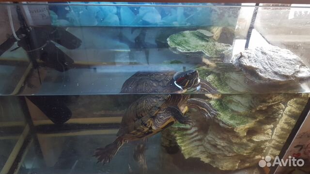 Красноухая пресноводная черепаха