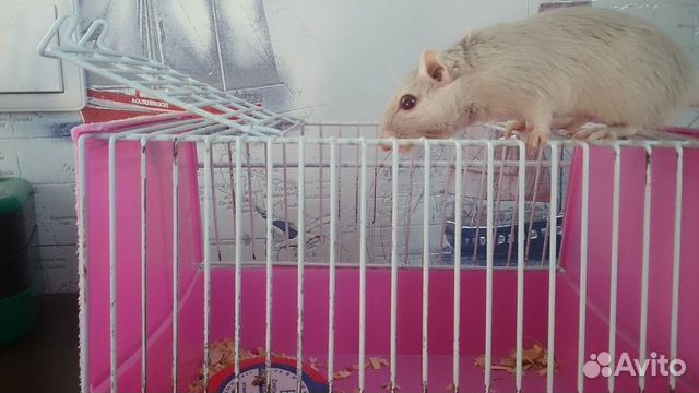 Мышка песчанка с клеткой