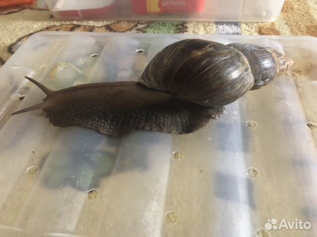 Улитка ахатина в дар