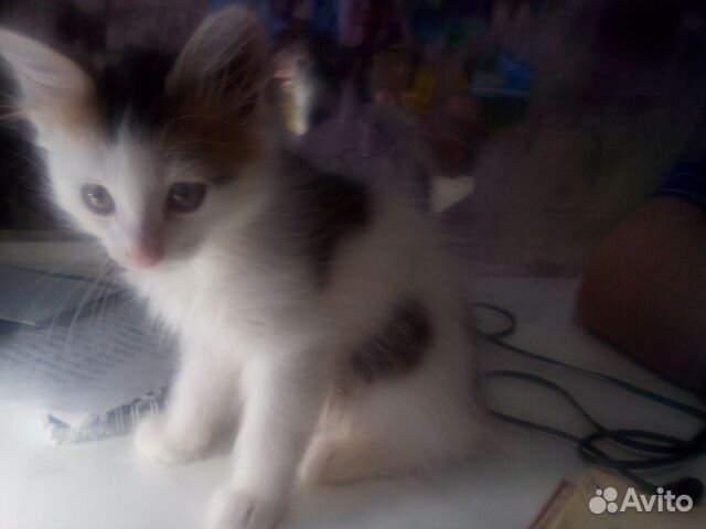 Отдам 2х котят в хорошие руки, мальчика и девочку