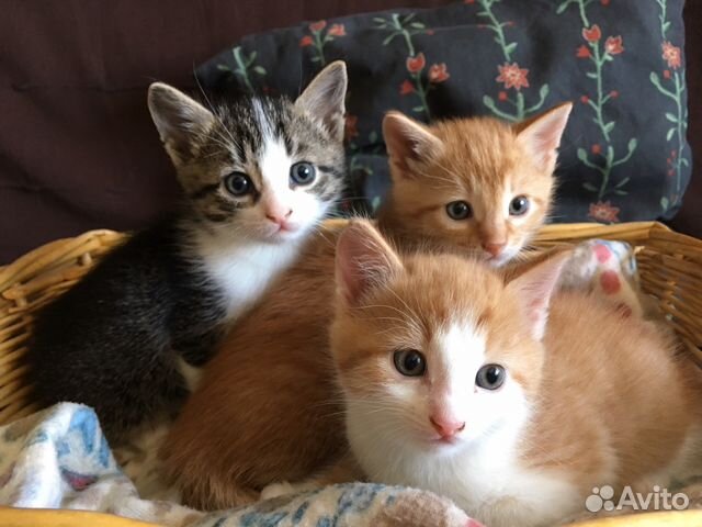 Котята в добрые руки
