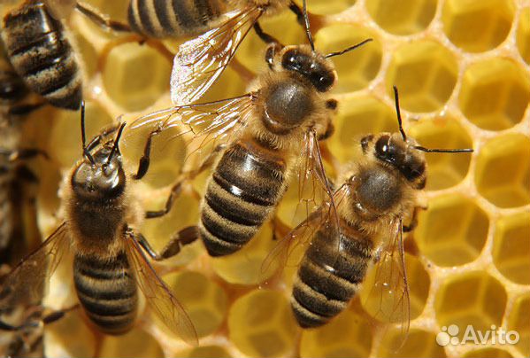 Пчелиные семьи