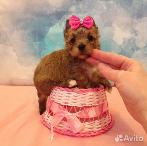 Рыжие девочки и парни