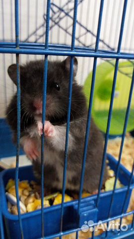 Отдадим хомячка Пусю