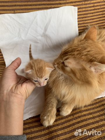 Котята ищут ответственных родителей