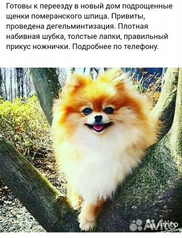 Маленькие медвежата