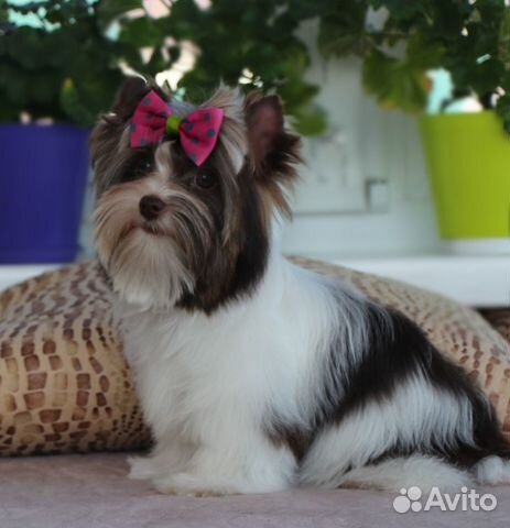 Биро мини мальчик