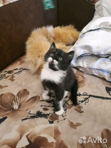 Котенок британец