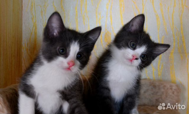 Отдам в добрые руки мальчиков близнецов