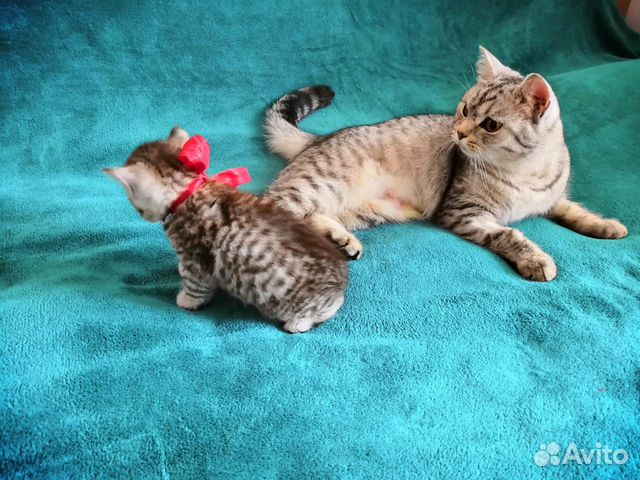 Красавица -Британка