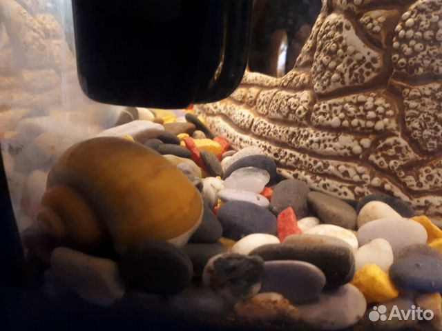 Улитки аквариумные