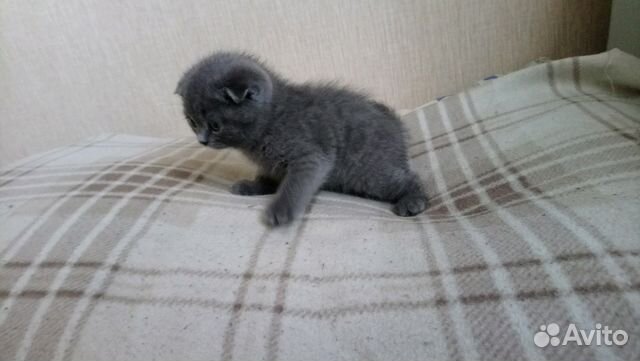 Шотландский вислоухий котёнок
