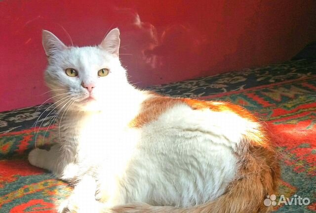 Котик Кокос